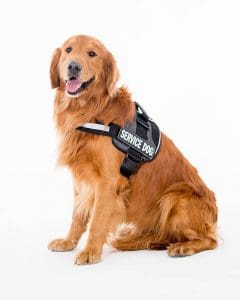 Service Dogs for 2026 - Service Dog of America by TheraPetic®